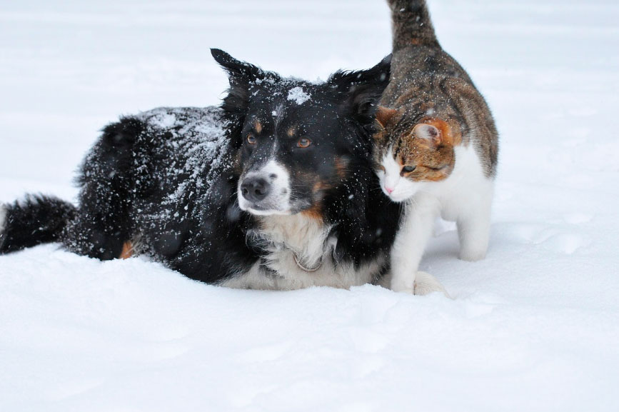 San Antonio, Bendición de Animales, Álvaro Arbeloa, Adriana Ugarte ...